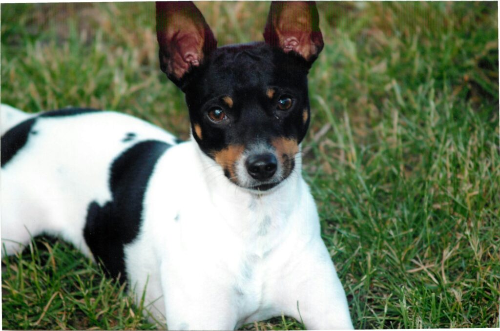 How Long Do Rat Terriers Live? Lifespan, Aging Signs & Health Tips ...