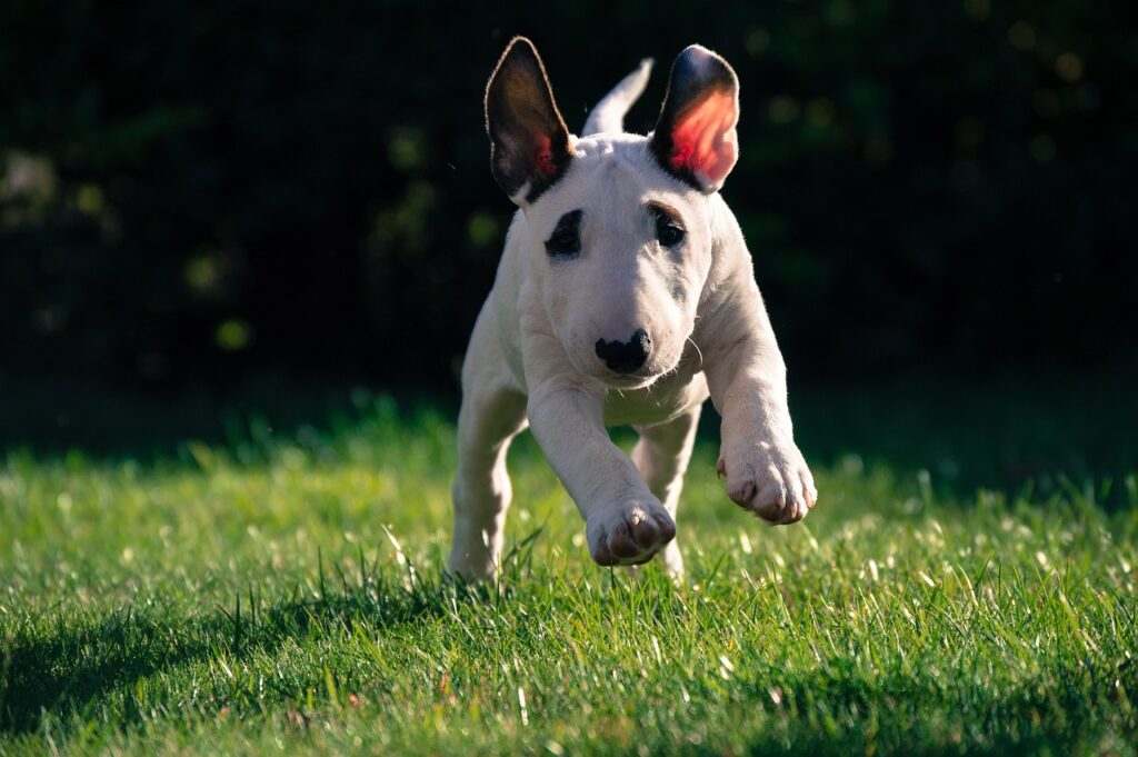 Can Bull Terriers Live with Other Dogs? The Ultimate Guide – Terrierology