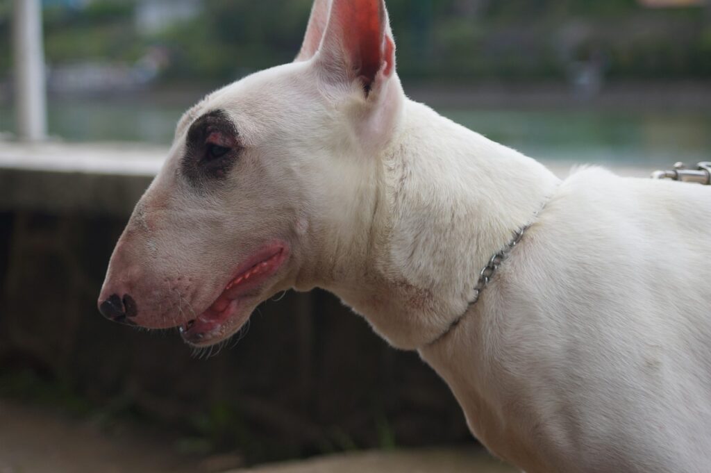 Can Bull Terriers Be Left Alone? Separation Anxiety in the Breed ...