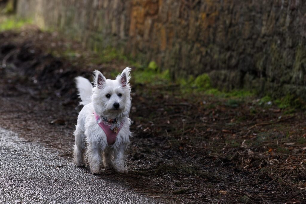 How to Take Care of a West Highland White Terrier: Complete Guide ...