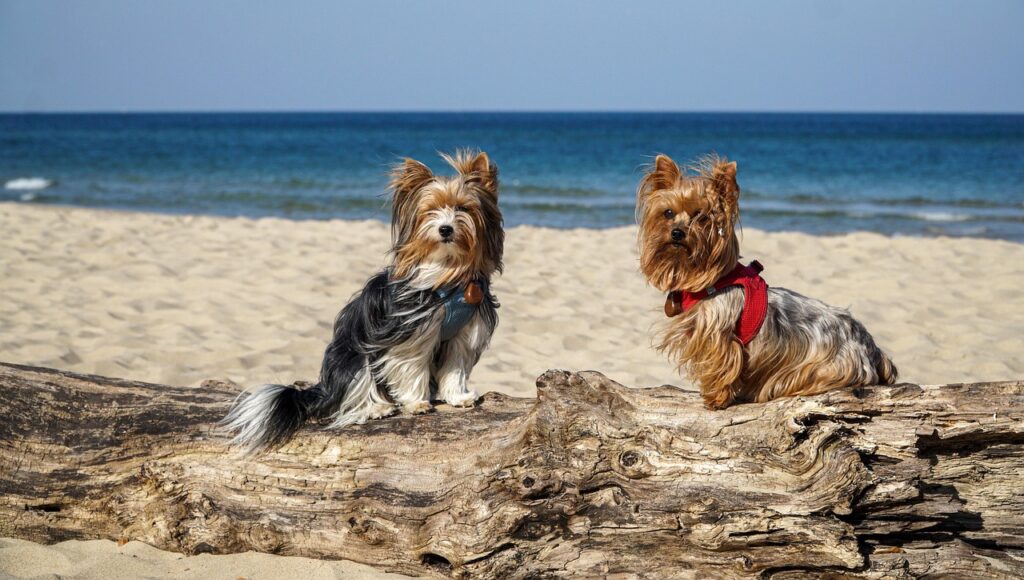 Can a Yorkshire Terrier Swim? A Complete Guide to Yorkies and Water ...