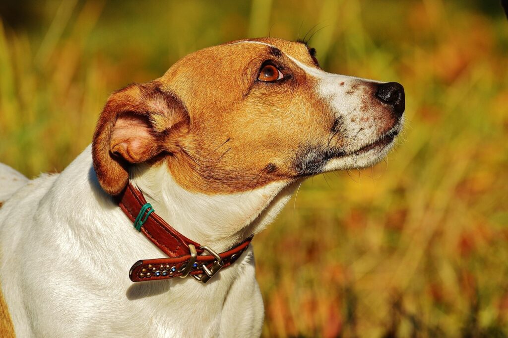 Why do Jack Russells bite so much? Insights and Solutions – Terrierology